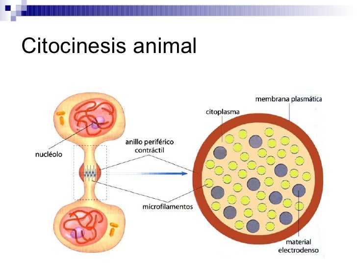 BIOLOGÍA V02 ALLISON PAREDES UTMACH: CITOCINESIS