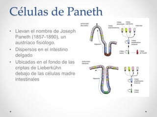 Citología: enterocitos, células caliciformes, de Paneth, endocrinas. | PPT