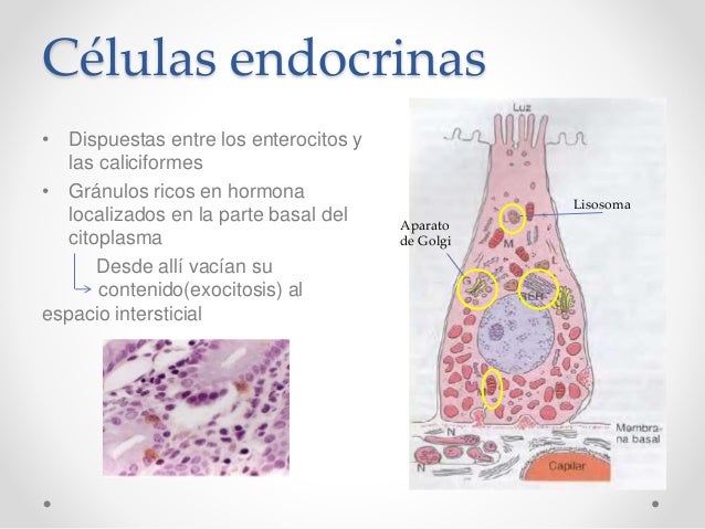 Citología: enterocitos, células caliciformes, de Paneth, endocrinas.