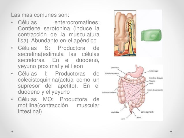 Citología: enterocitos, células caliciformes, de Paneth, endocrinas.