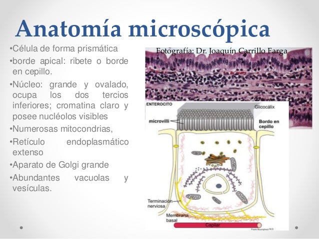 Citología: enterocitos, células caliciformes, de Paneth, endocrinas.