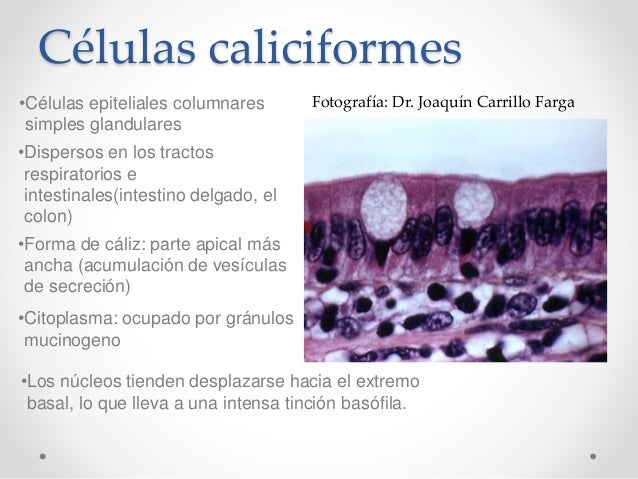 Citología: enterocitos, células caliciformes, de Paneth, endocrinas.