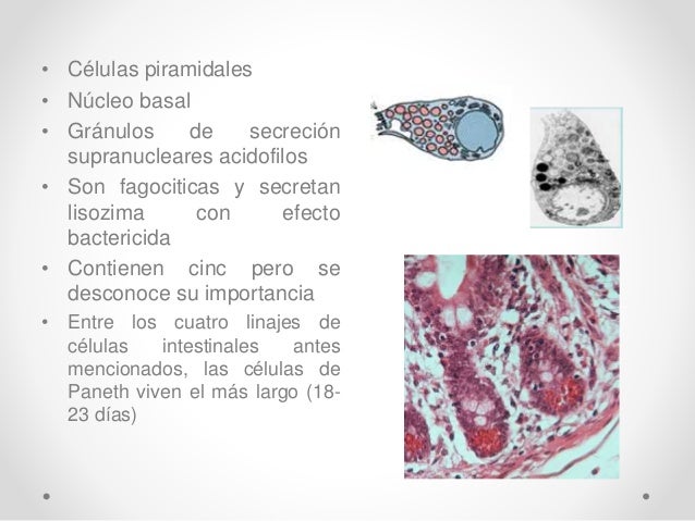 Citología: enterocitos, células caliciformes, de Paneth, endocrinas.