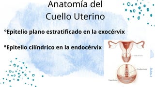 citologia/ginecologia&obstetricia.repaso | PPTX