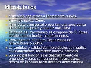 Citologia membrana plasmática - citoesqueleto | PPT