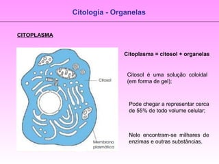 Citologia organelas | PPT