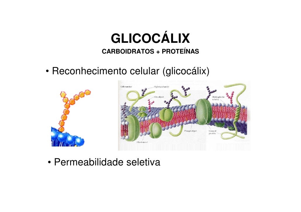 Citologia e membrana celular