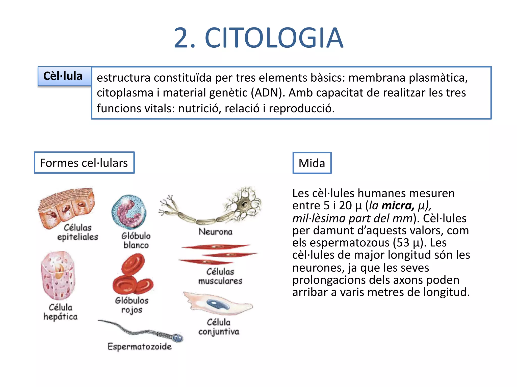 Citologia + Histologia + Plans anatÃ²mics.pdf