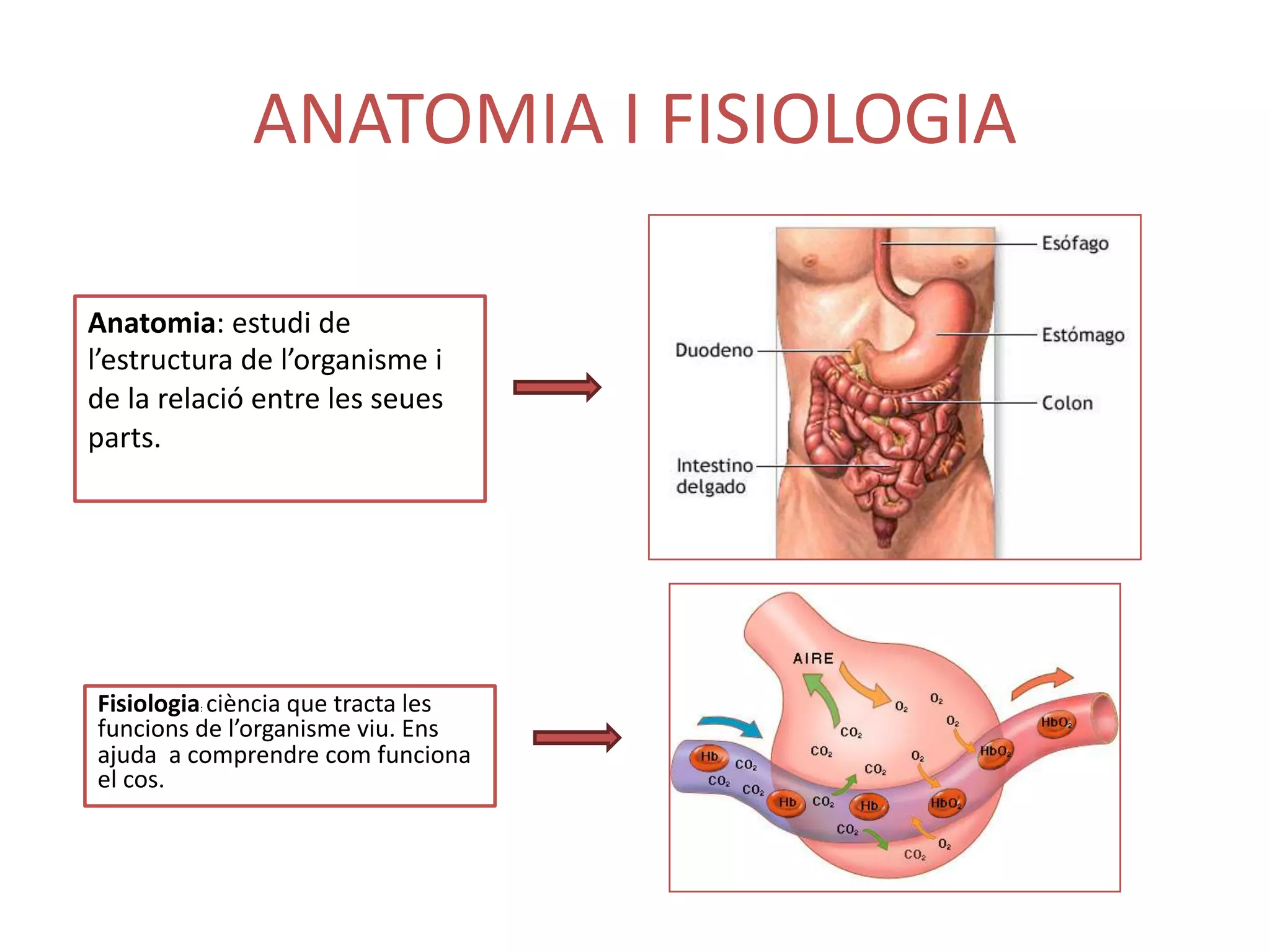 Citologia + Histologia + Plans anatÃ²mics.pdf