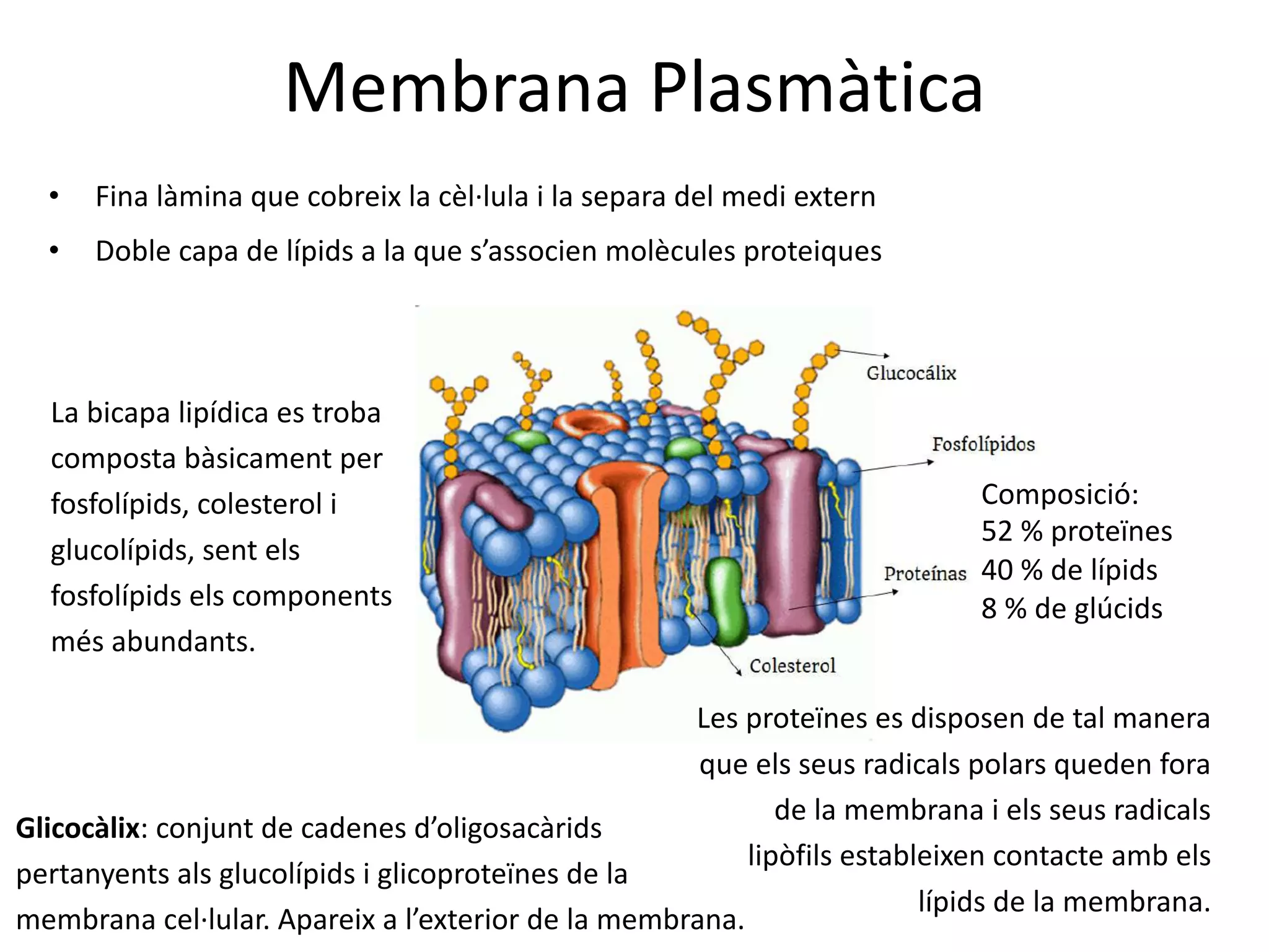 Citologia + Histologia + Plans anatÃ²mics.pdf