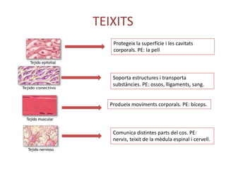 Citologia + Histologia + Plans anatÃ²mics.pdf
