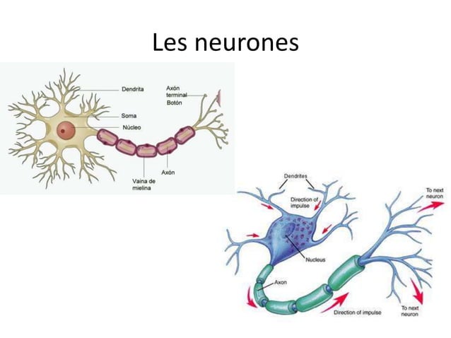 Citologia + Histologia + Plans anatÃ²mics.pdf