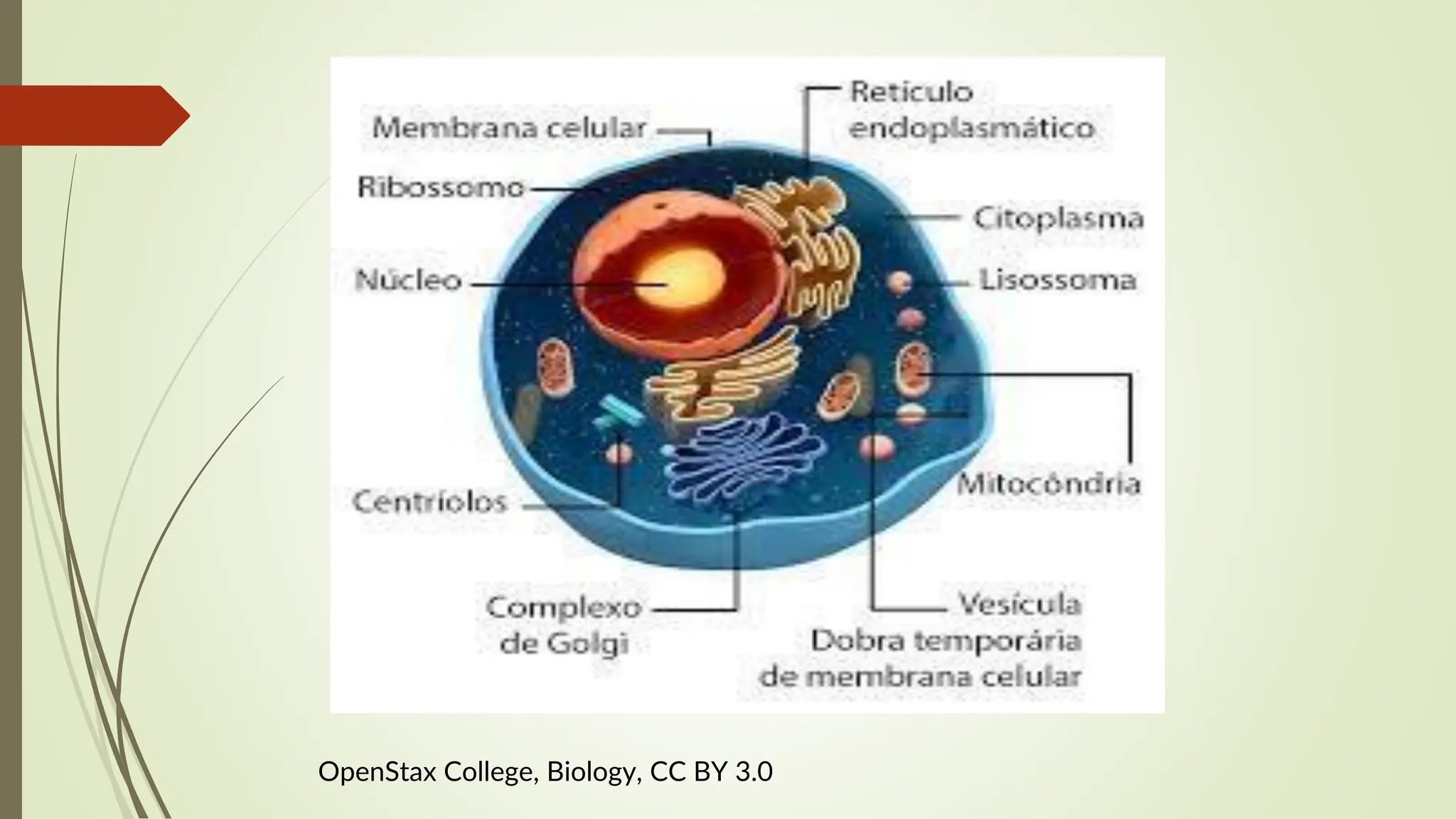 CITOLOGIA HUMANA CÉLULA EUCARIOTICA E PROCARIOTICA.pdf