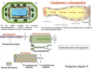 Imagenes de citologia para la Biologia de 2º de bachillerato | PPT