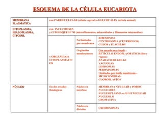 Imagenes de citologia para la Biologia de 2º de bachillerato | PPT
