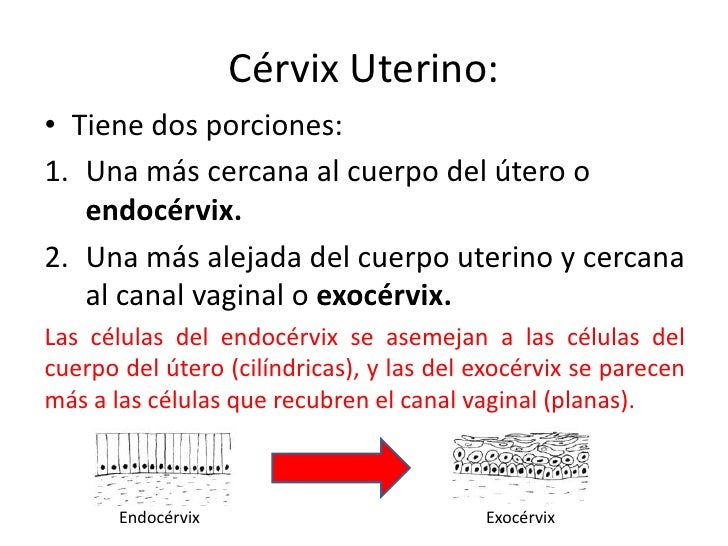 Endocervix Y Exocervix Organos Genitales Femeninos