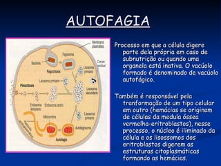 Citologia parte III | PPT