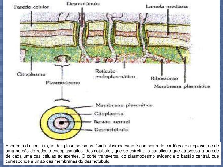 Citologia vegetal