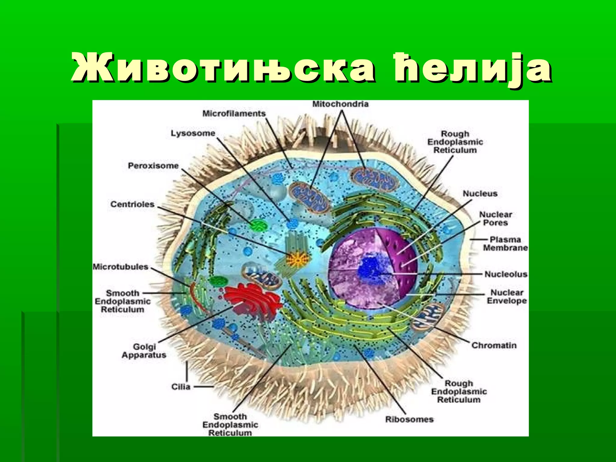 Citologija i histologija | PPT