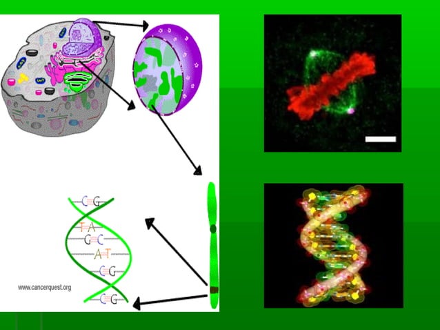 Citologija i histologija | PPT