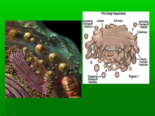 Citologija i histologija | PPT