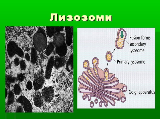 Citologija i histologija | PPT