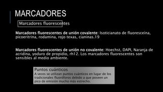 Citometria de flujo | PPTX