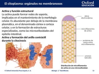 célula orgánulos no membranosos para segundo de bach | PPTX