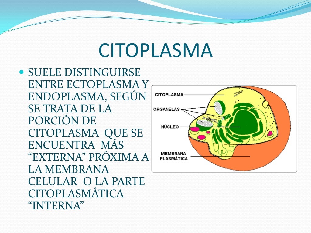 Citoplasma