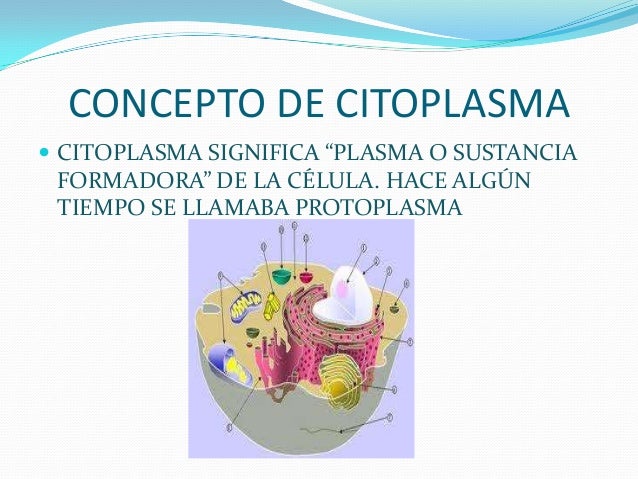 Citoplasma