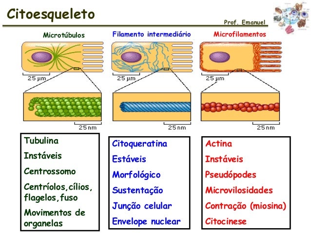 Citoplasma