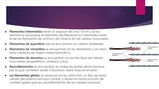 Citoplasma | PPTX