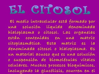 Citoplasma respiracion celular | PPT