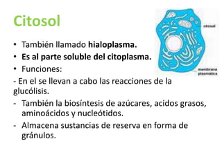 Citoplasma | PPTX