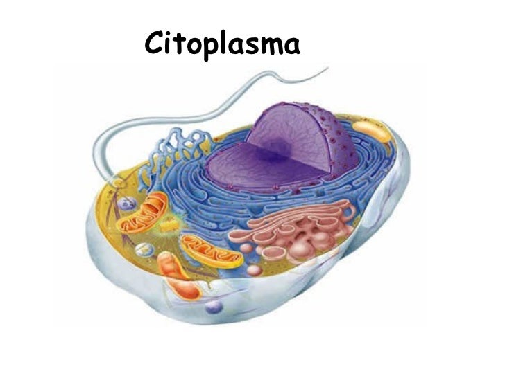 Citoplasma 11