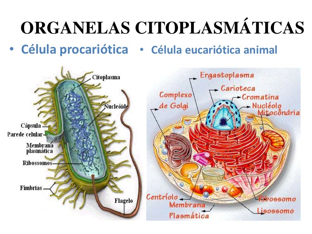 Citoplasma - Biologia