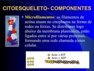 Citoplasma e organelas | PPT