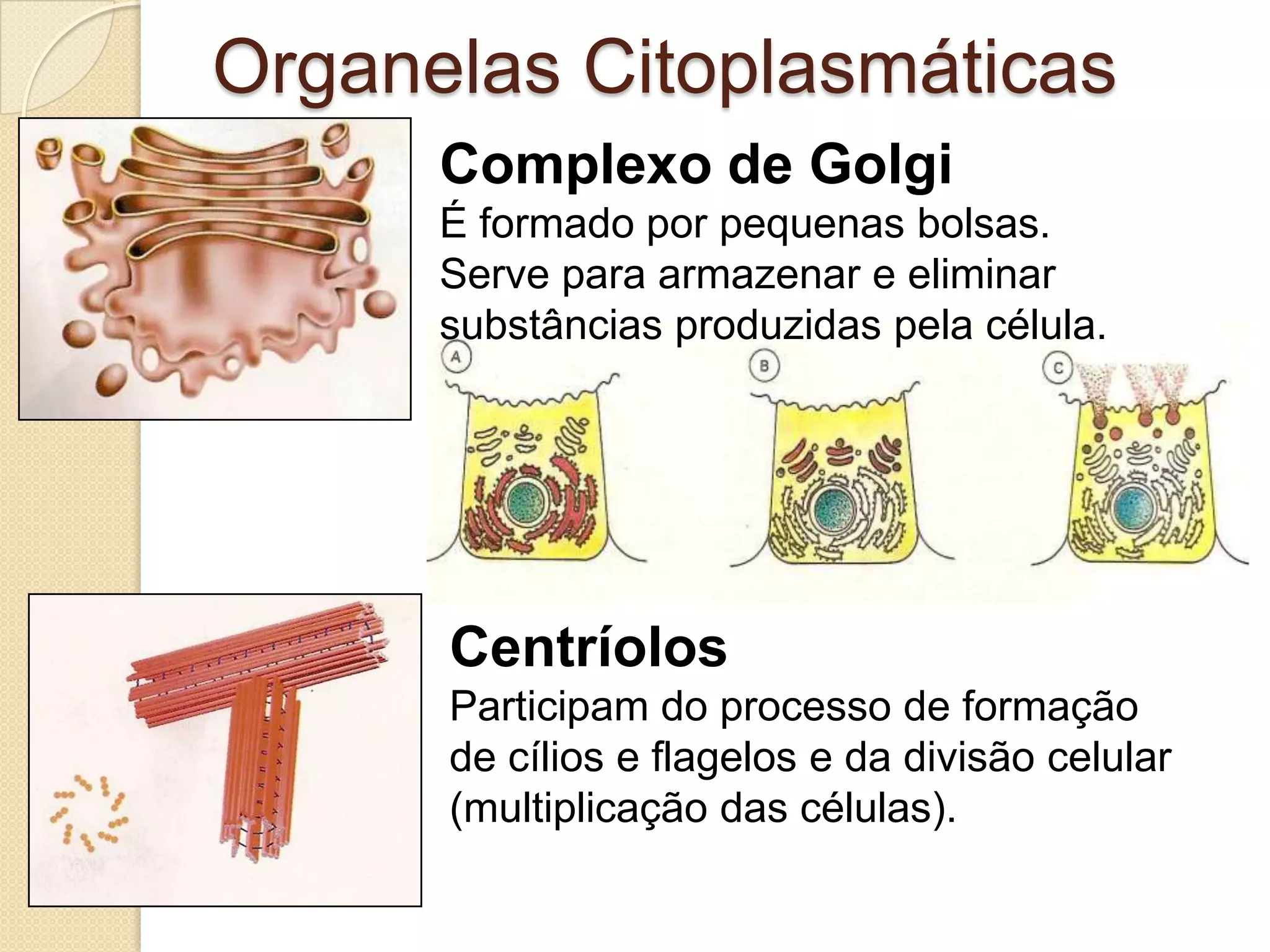 Citoplasma e organelas citoplasmaticas | PPT