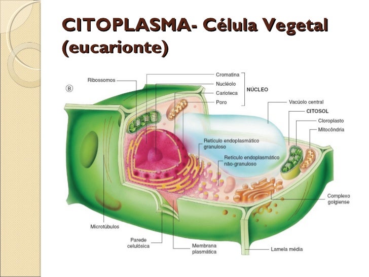 Citoplasma e organelas citoplasmáticas