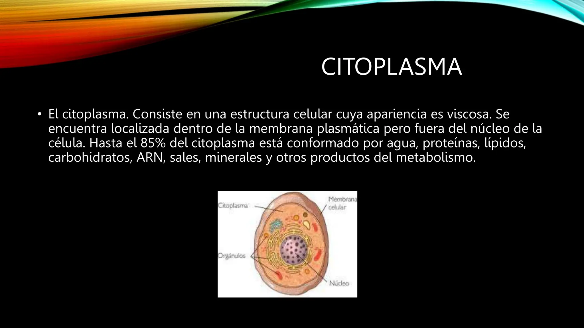 CITOPLASMA CELULAR ESTRUCTURA Y FUNCION.pptx | Biological Sciences ...