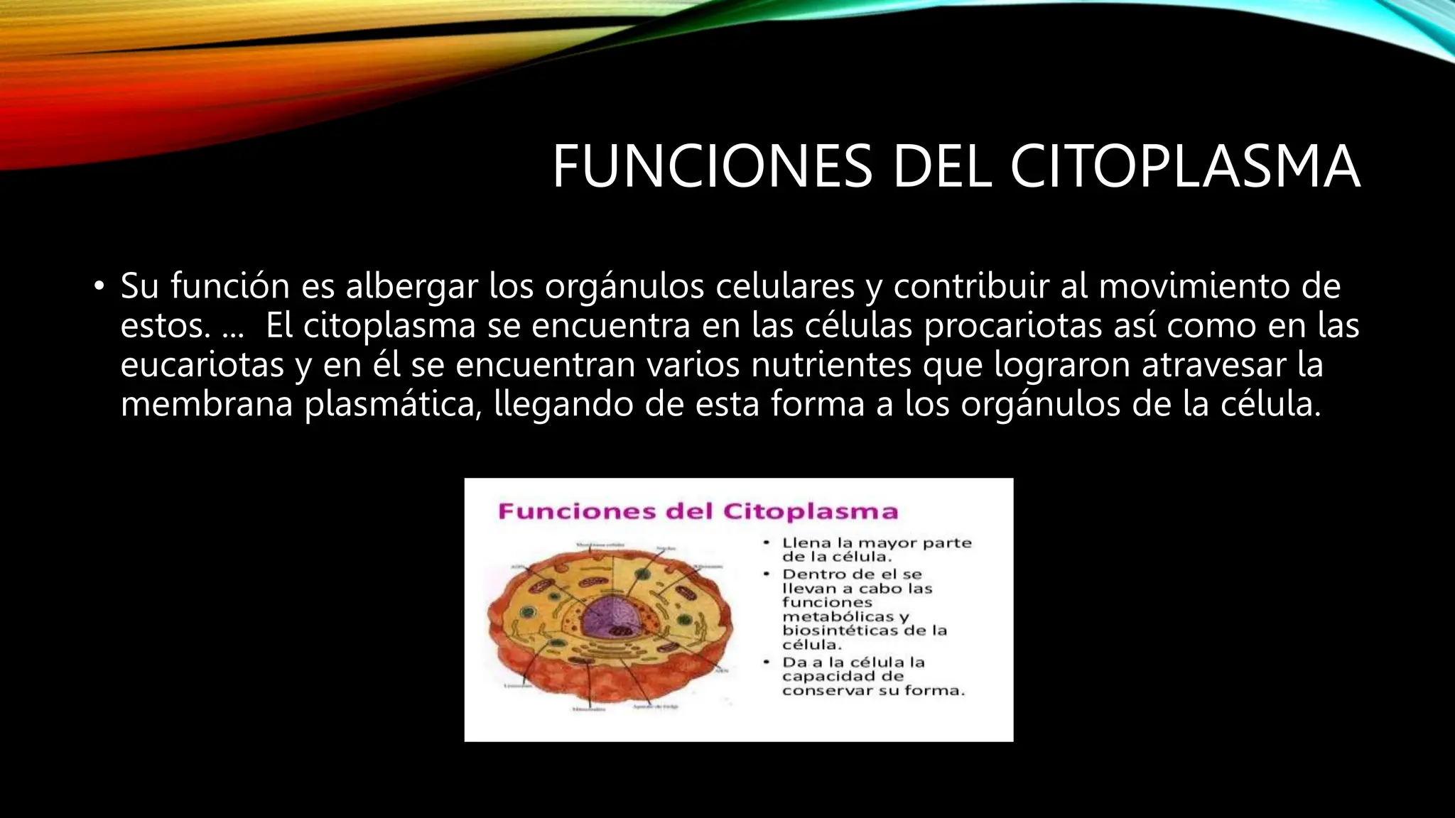 CITOPLASMA CELULAR ESTRUCTURA Y FUNCION.pptx | Biological Sciences ...