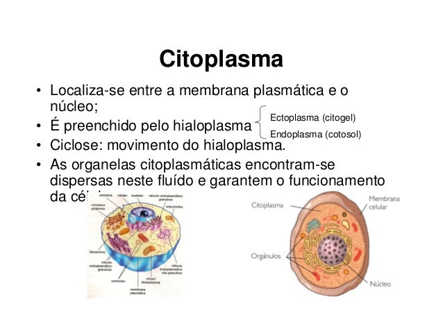 Citoplasma unidade 6