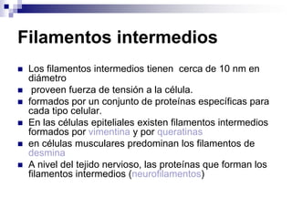 Citoplasma y citoesqueleto | PPT