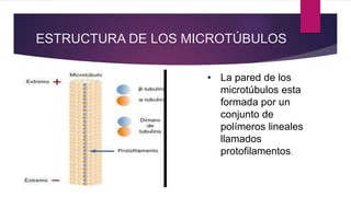 Citoplasma y citoesqueleto | PPTX