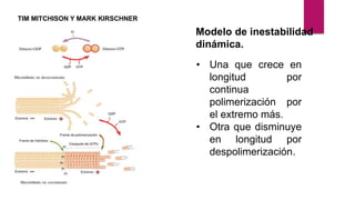 Citoplasma y citoesqueleto | PPTX