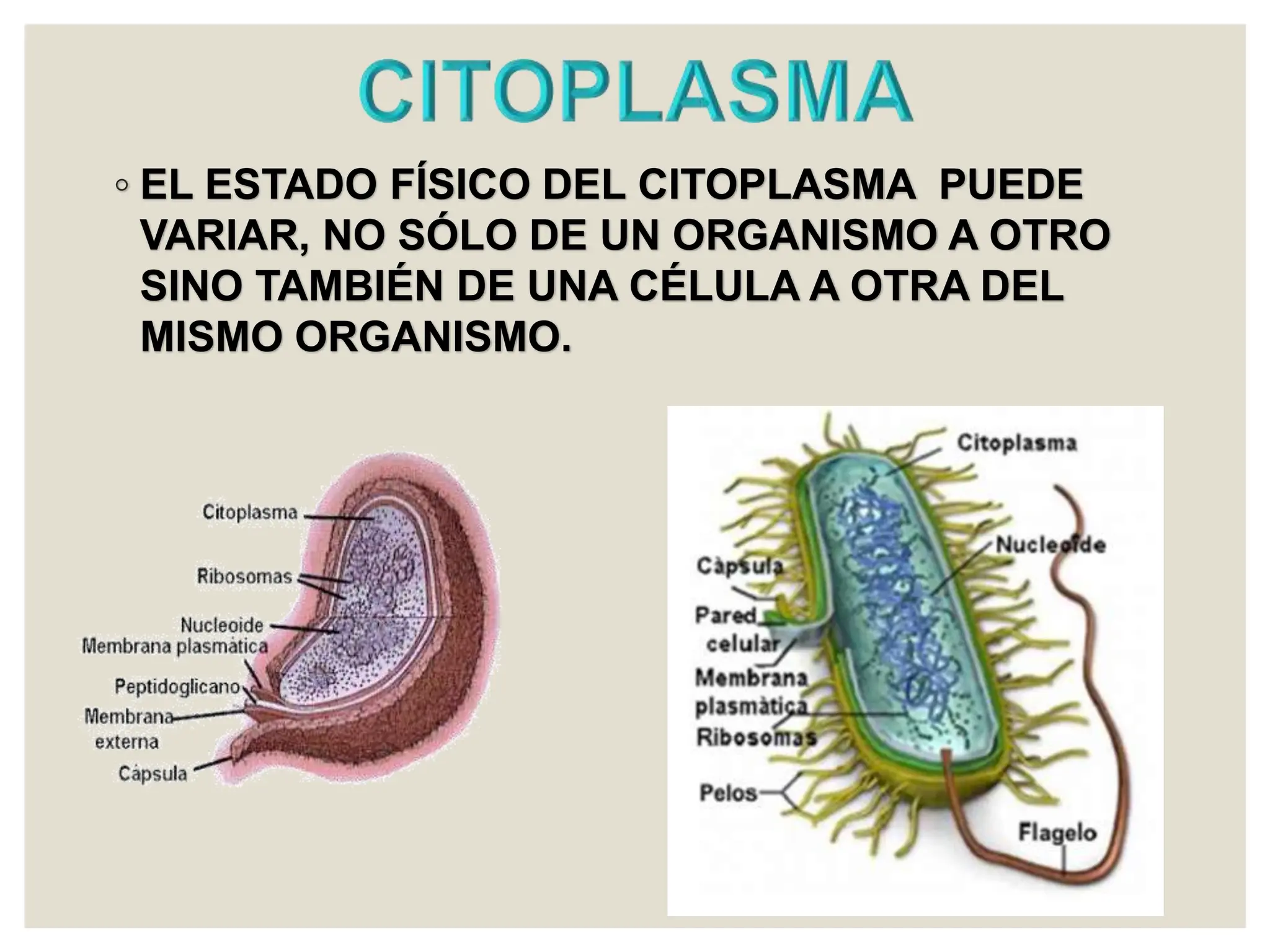 CITOPLASMA Y CITOESQUELETO EN BIOLOGIA Y BIOQUIMICA.pptx