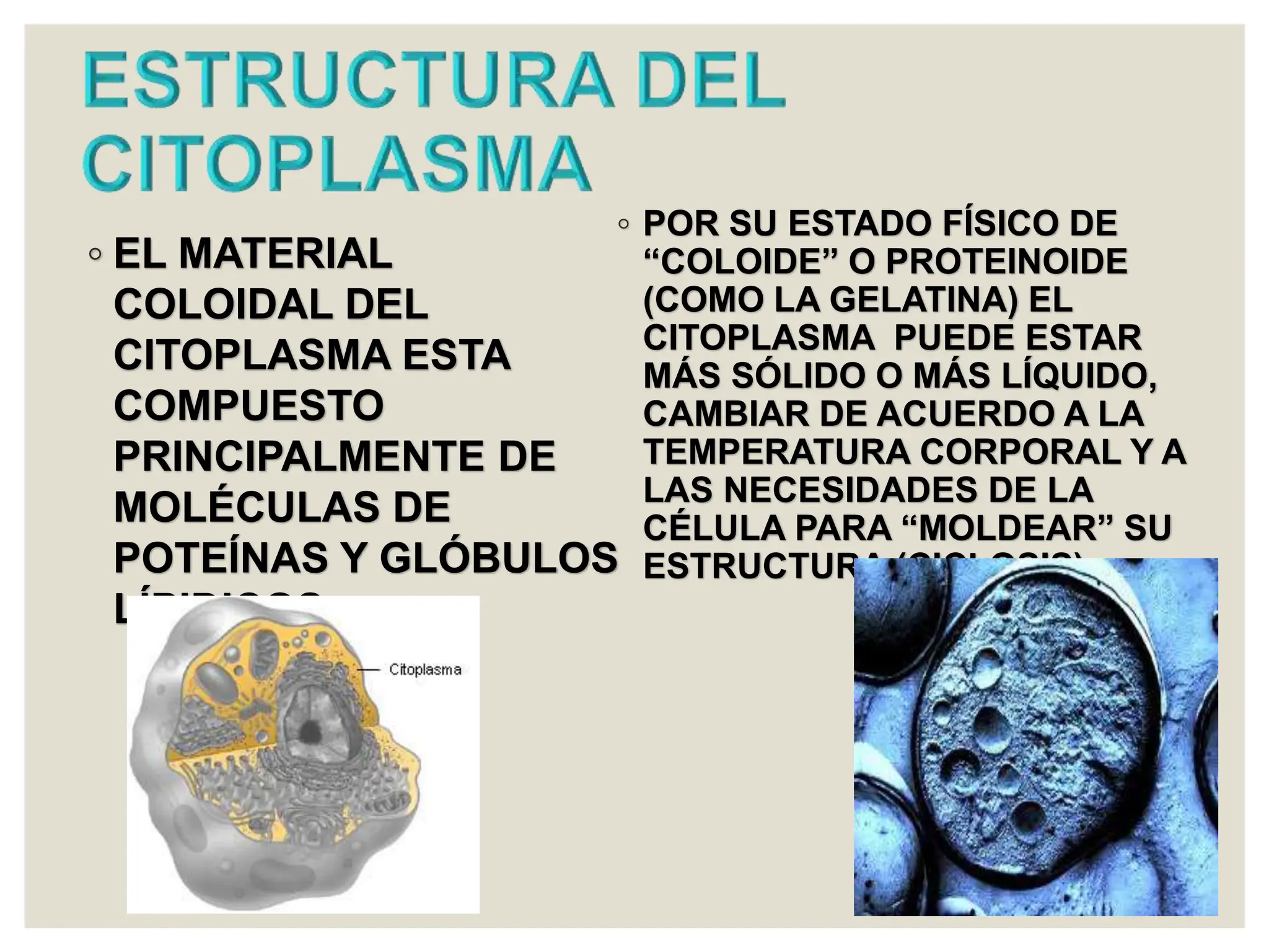 CITOPLASMA Y CITOESQUELETO EN BIOLOGIA Y BIOQUIMICA.pptx