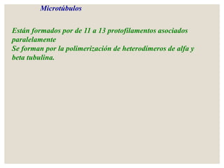 CITOPLASMA Y CITOESQUELETO EN BIOLOGIA Y BIOQUIMICA.pptx
