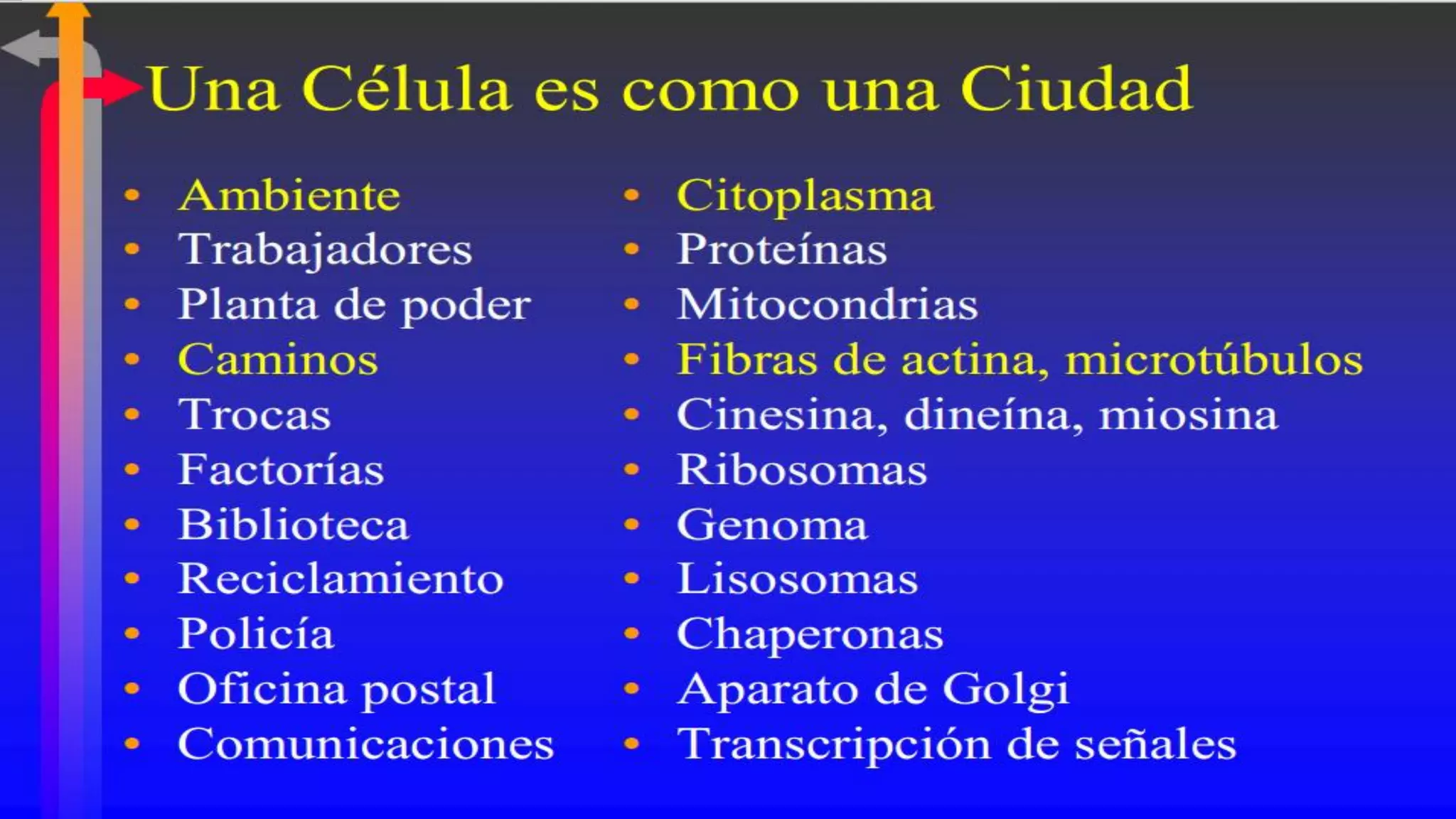 Exposicion Citoplasma y espacio interciliar | PDF