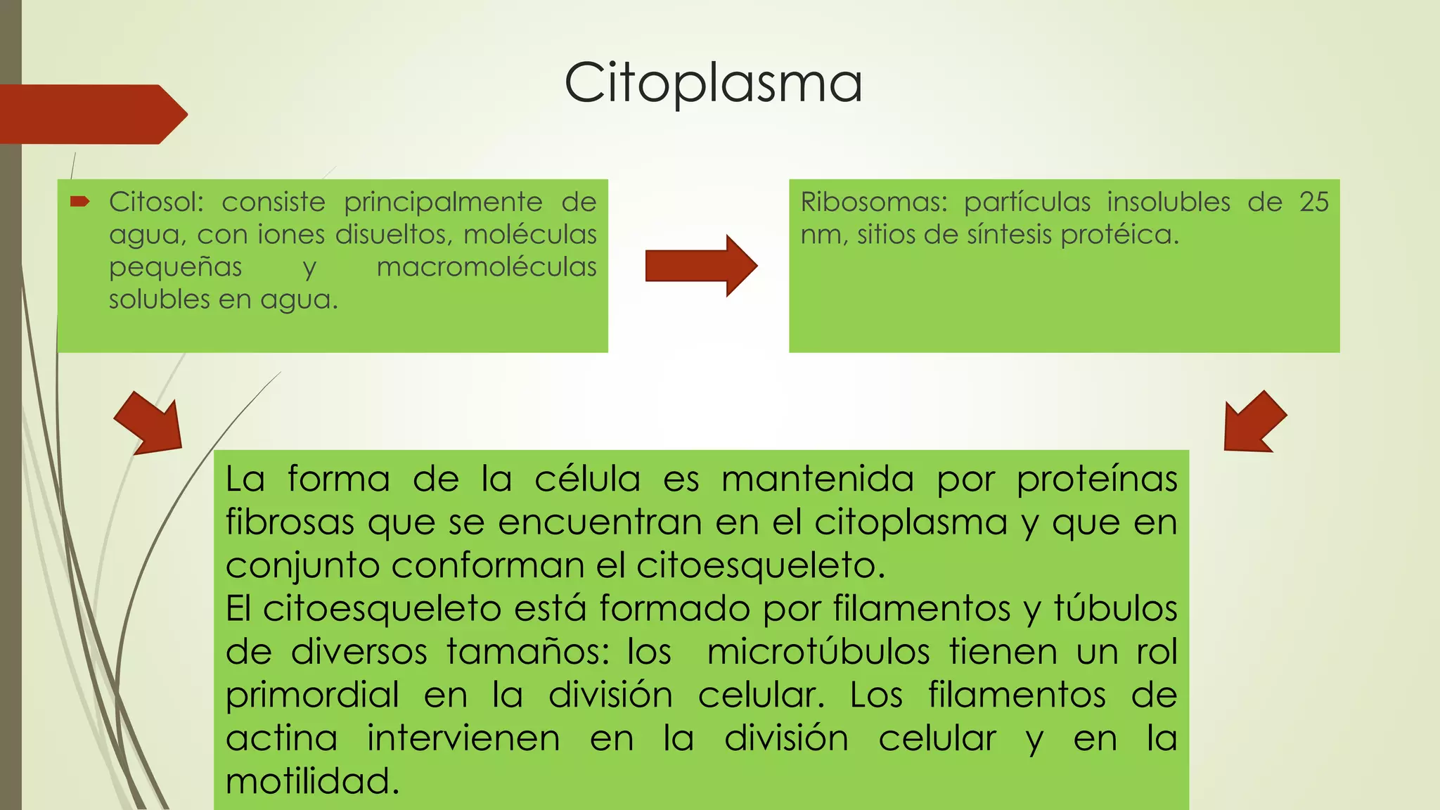 Exposicion Citoplasma y espacio interciliar | PDF